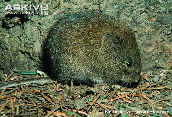 Meadow Vole | Cartoon Network Animals Wiki | Fandom