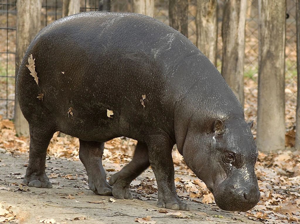 Pygmy Hippopotamus | Cartoon Network Animals Wiki | Fandom