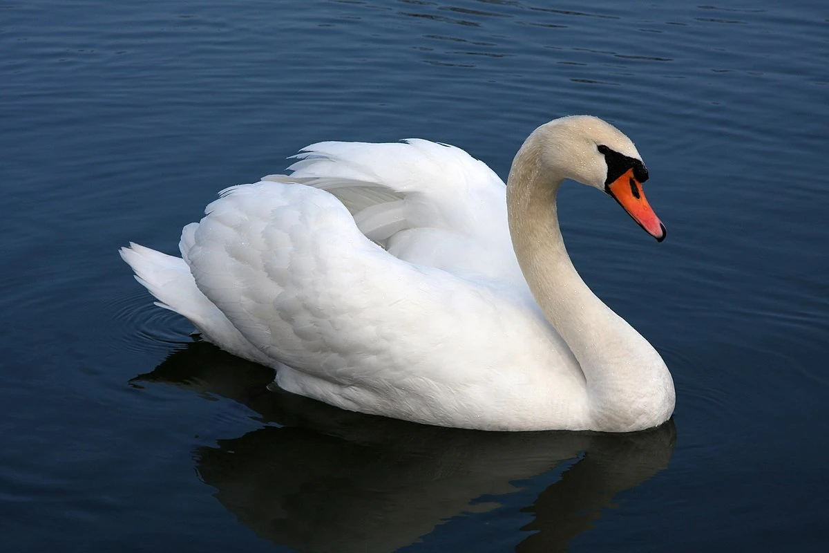 Mute Swan | Cartoon Network Animals Wiki | Fandom