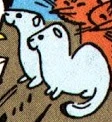 Stoat | Cartoon Network Animals Wiki | Fandom