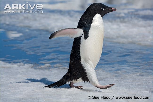 Category:Penguins | Cartoon Network Animals Wiki | Fandom Category:Penguins | Cartoon Network Animals Wiki | Fandom