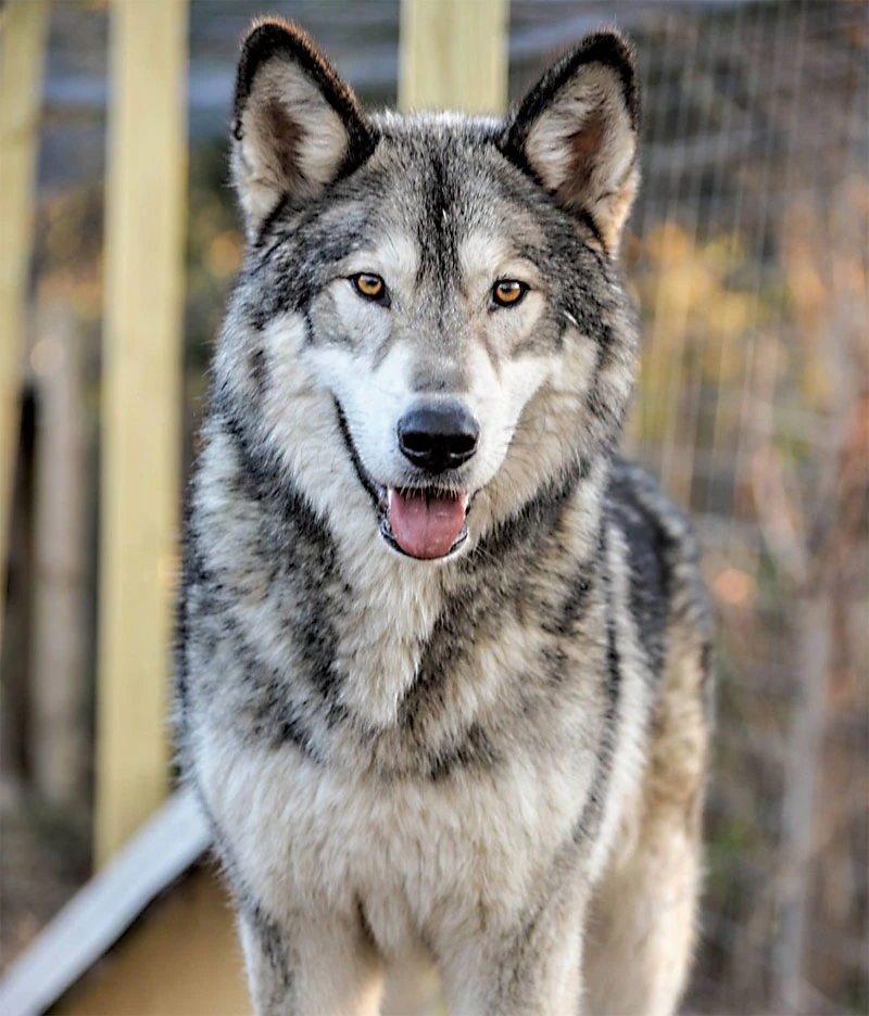 Wolfdog | Cartoon Network Animals Wiki | Fandom