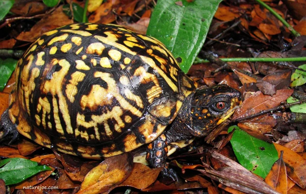 Eastern Box Turtle | Cartoon Network Animals Wiki | Fandom