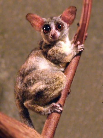 Senegal Bushbaby | Cartoon Network Animals Wiki | Fandom