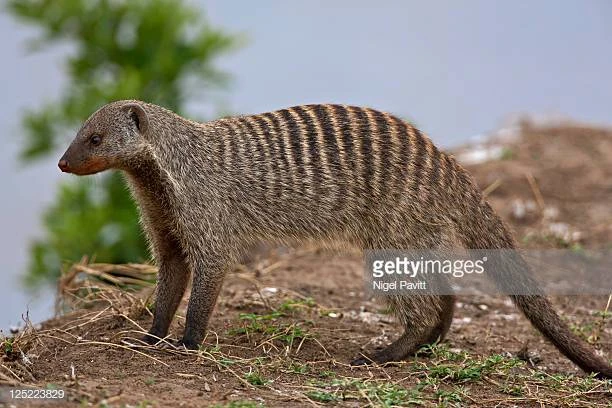 Banded Mongoose | Cartoon Network Animals Wiki | Fandom