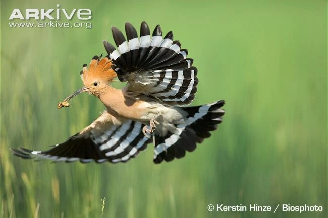 Eurasian Hoopoe | Cartoon Network Animals Wiki | Fandom