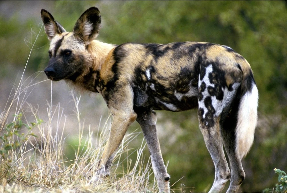 African Wild Dog | Cartoon Network Animals Wiki | Fandom