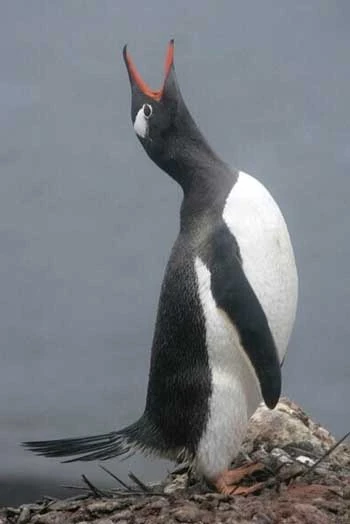 Gentoo Penguin | Cartoon Network Animals Wiki | Fandom