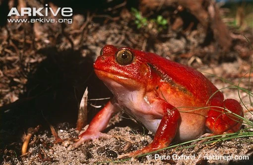 Tomato Frog | Cartoon Network Animals Wiki | Fandom