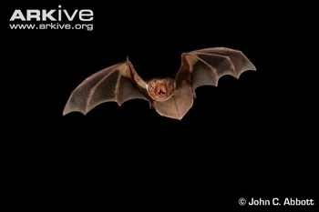 Eastern Red Bat | Cartoon Network Animals Wiki | Fandom