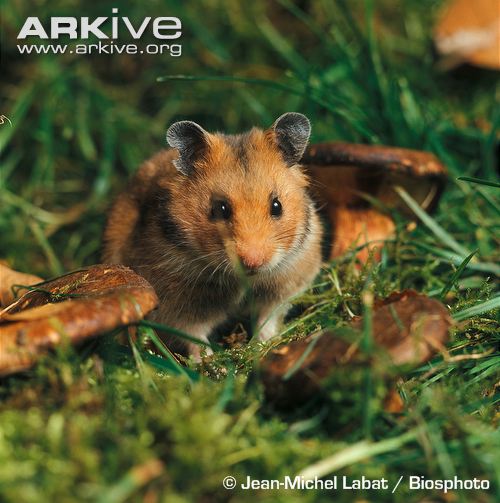 Golden Hamster | Cartoon Network Animals Wiki | Fandom