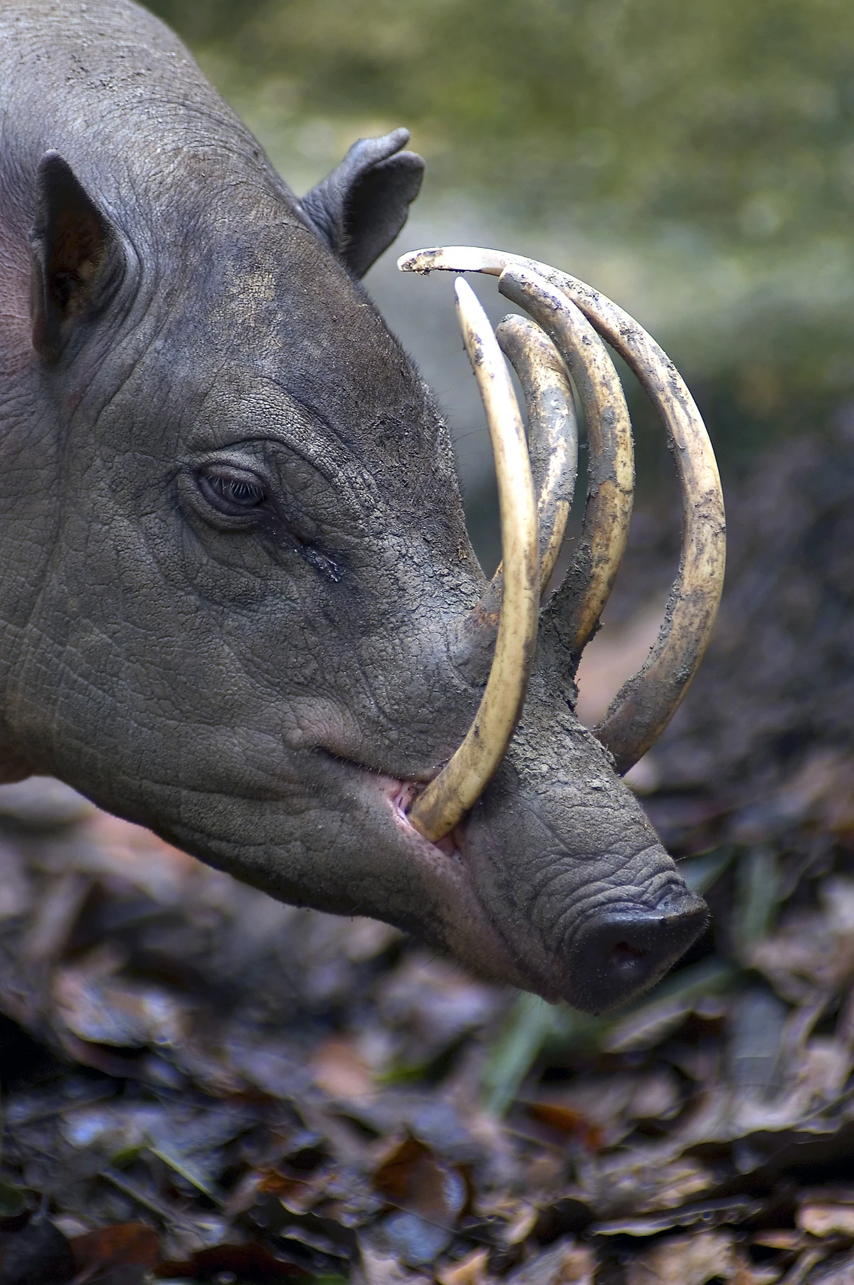 North Sulawesi Babirusa | Cartoon Network Animals Wiki | Fandom