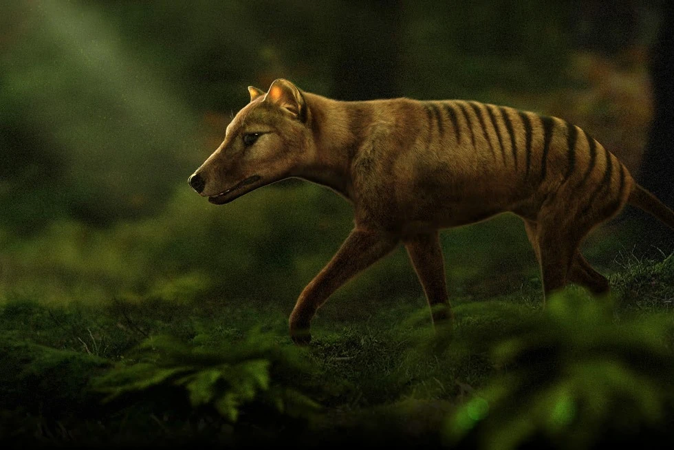 Thylacine | Cartoon Network Animals Wiki | Fandom