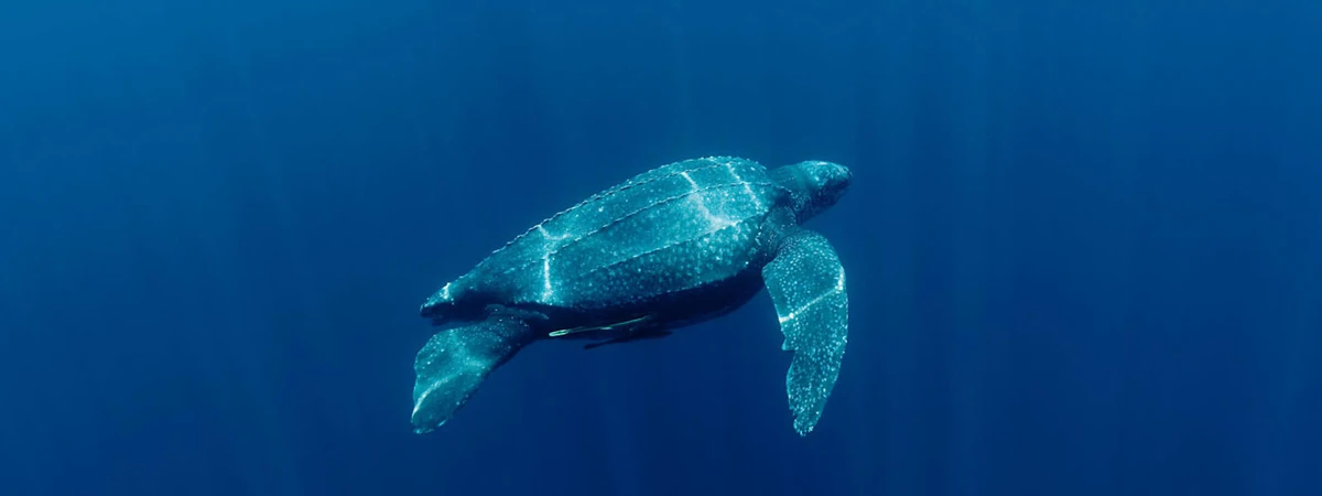 Leatherback Sea Turtle | Cartoon Network Animals Wiki | Fandom