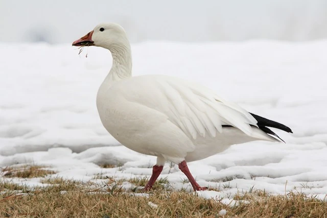 Snow Goose | Cartoon Network Animals Wiki | Fandom