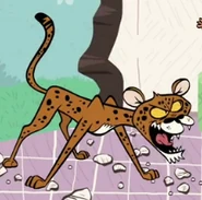Cheetah | Cartoon Network Animals Wiki | Fandom