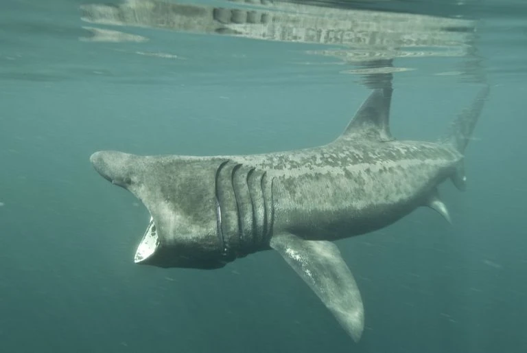 Basking Shark | Cartoon Network Animals Wiki | Fandom