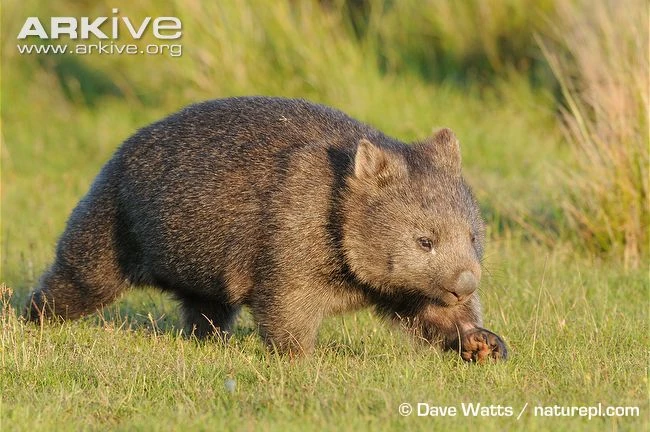 Common Wombat | Cartoon Network Animals Wiki | Fandom