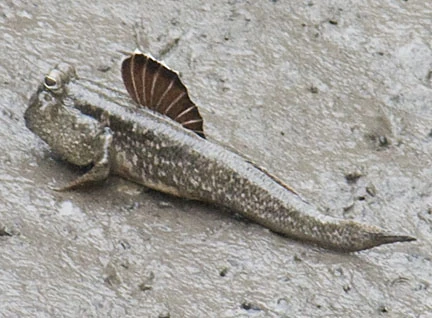 Giant Mudskipper | Cartoon Network Animals Wiki | Fandom