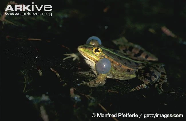 Pool Frog | Cartoon Network Animals Wiki | Fandom