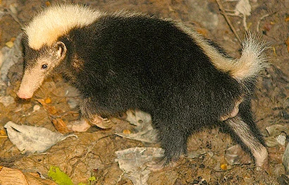 Sunda Stink Badger | Cartoon Network Animals Wiki | Fandom