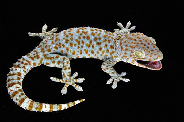 Tokay Gecko | Cartoon Network Animals Wiki | Fandom