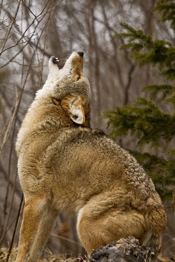 Coyote | Cartoon Network Animals Wiki | Fandom