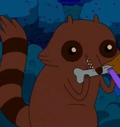 North American Raccoon | Cartoon Network Animals Wiki | Fandom