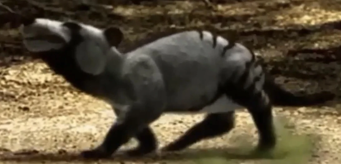 Didelphodon | Cartoon Network Animals Wiki | Fandom