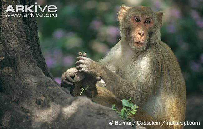 Rhesus Macaque | Cartoon Network Animals Wiki | Fandom