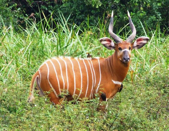 Bongo | Cartoon Network Animals Wiki | Fandom