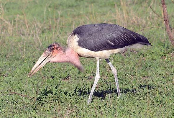Marabou Stork | Cartoon Network Animals Wiki | Fandom