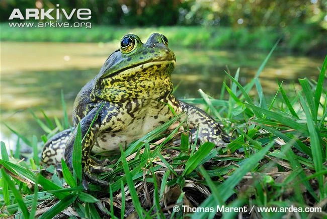 Category:Frogs | Cartoon Network Animals Wiki | Fandom