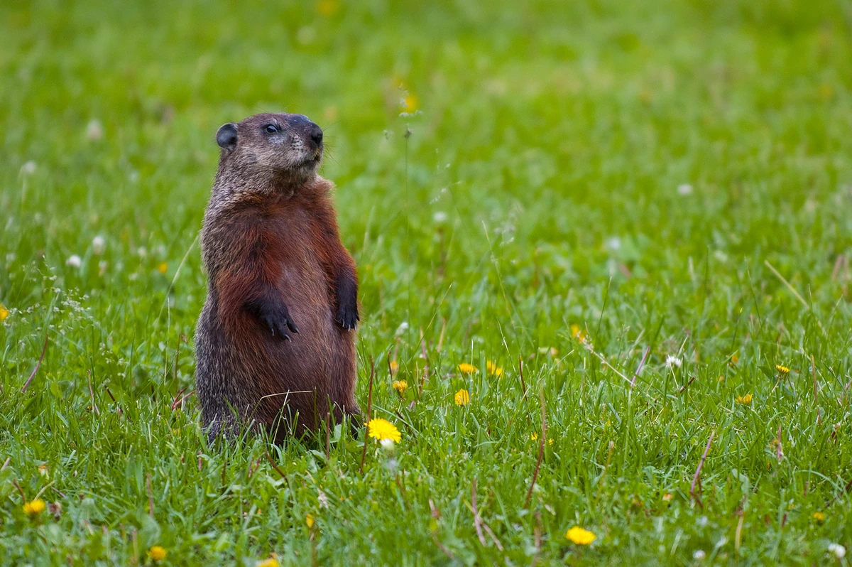 Groundhog | Cartoon Network Animals Wiki | Fandom