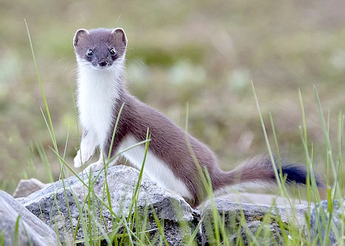 Stoat | Cartoon Network Animals Wiki | Fandom