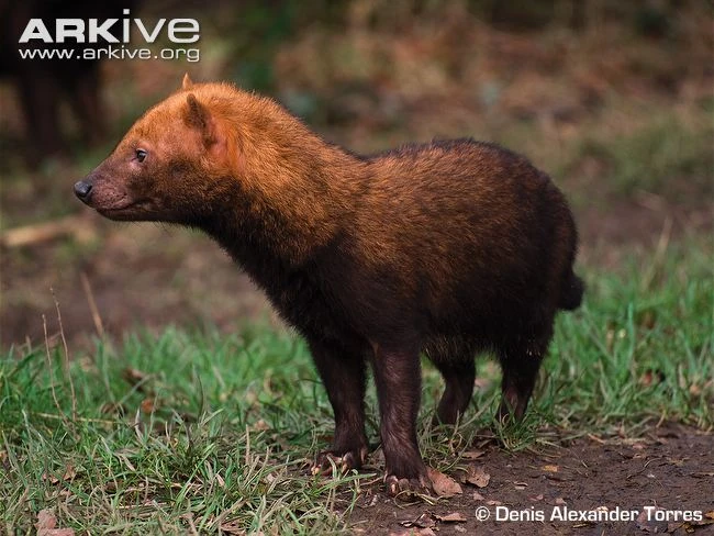 Bushdog | Cartoon Network Animals Wiki | Fandom