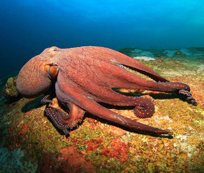 Giant Pacific Octopus | Cartoon Network Animals Wiki | Fandom