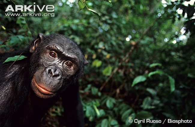 Bonobo | Cartoon Network Animals Wiki | Fandom