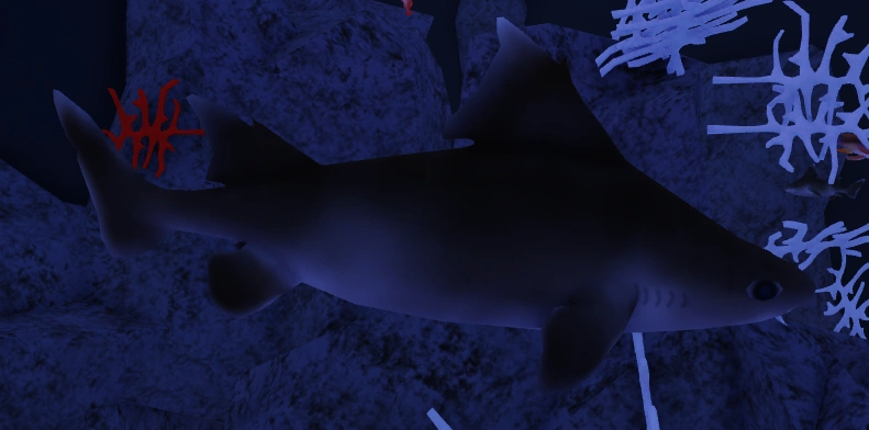 Angular Roughshark | CatfishYAY's National Aquarium Wiki | Fandom