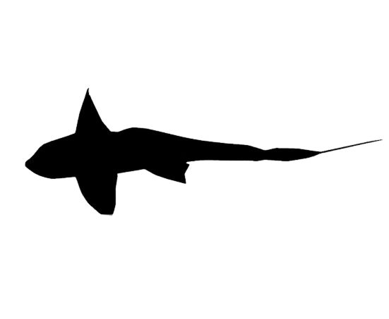 Speartooth Shark | CatfishYAY's National Aquarium Wiki | Fandom