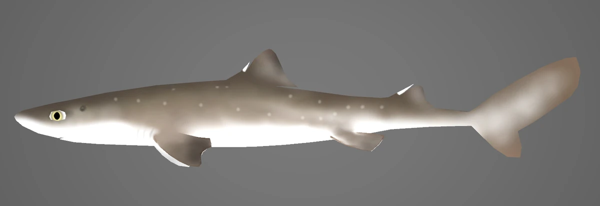Spiny Dogfish | CatfishYAY's National Aquarium Wiki | Fandom