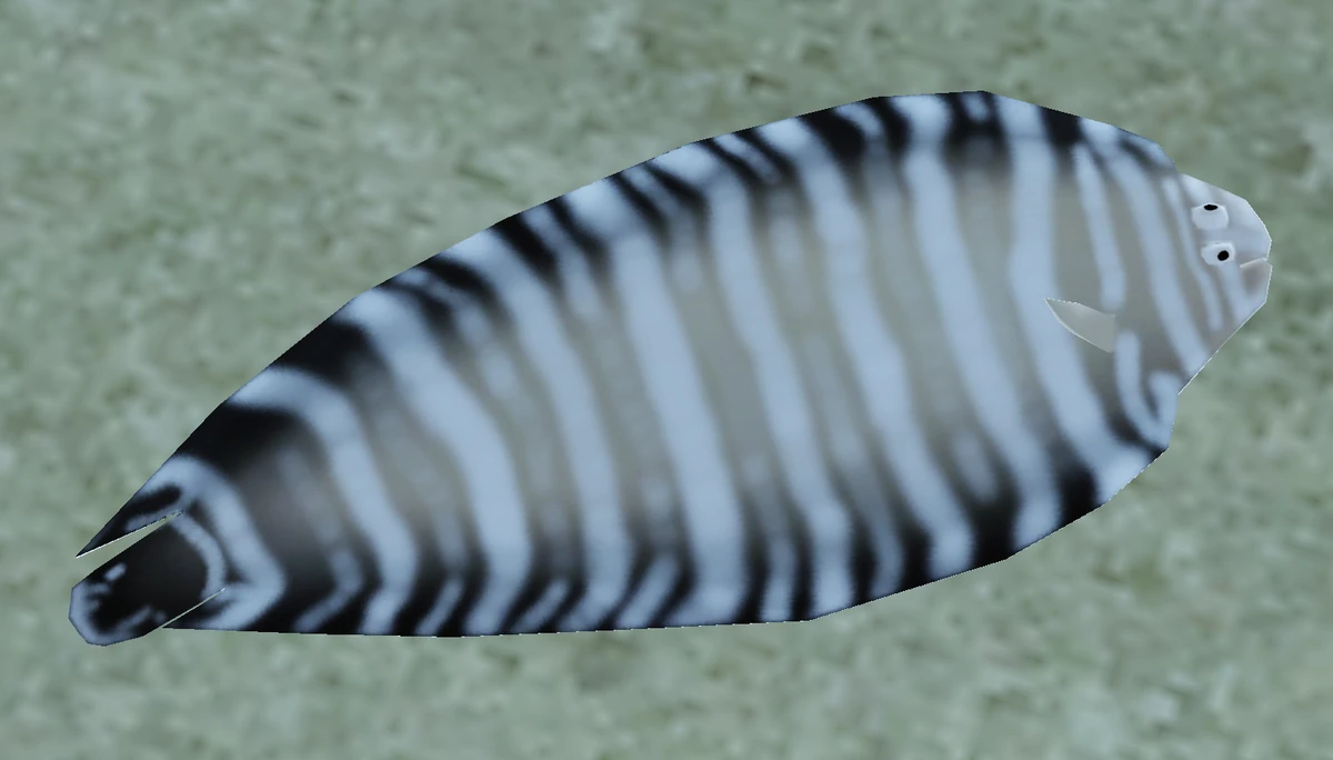 Convict Zebra Sole | CatfishYAY's National Aquarium Wiki | Fandom