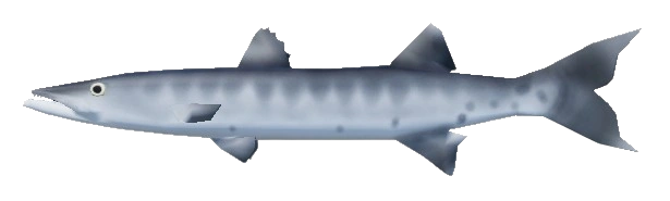 Great Barracuda | CatfishYAY's National Aquarium Wiki | Fandom