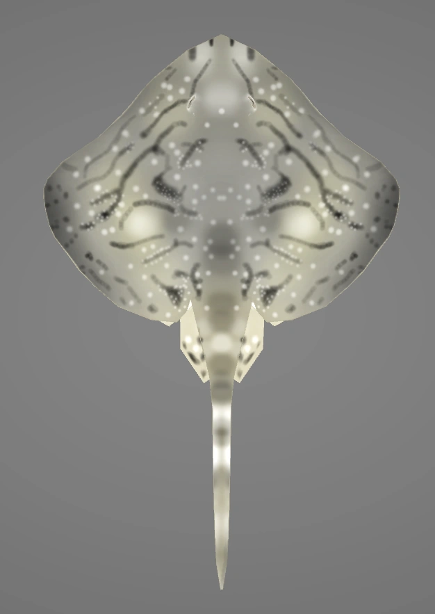 Undulate Skate | CatfishYAY's National Aquarium Wiki | Fandom