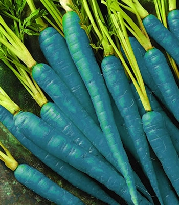 Netune's Carrot | Cobalt Sea Wiki | Fandom