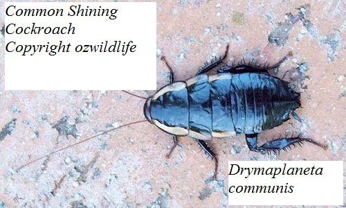 Common Shining cockroach | Cockroach Wiki | Fandom
