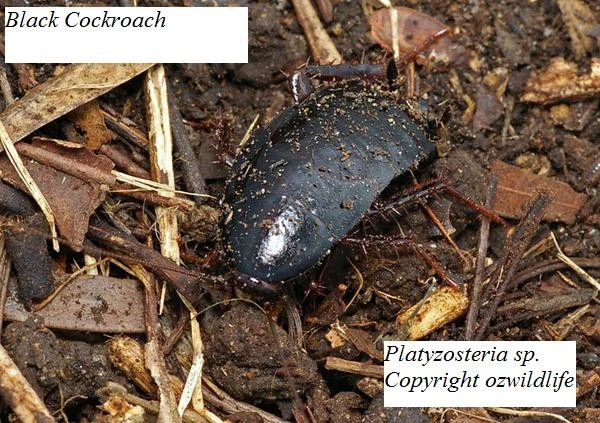 Black cockroach | Cockroach Wiki | Fandom