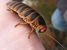 Table Mountain cockroach | Cockroach Wiki | Fandom