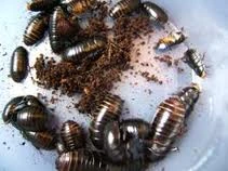 Wide horned hissers | Cockroach Wiki | Fandom