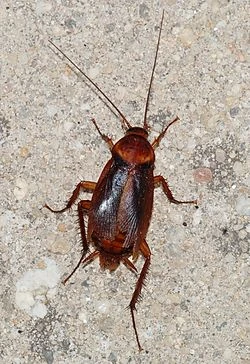 Blatta orientalis | Cockroach Wiki | Fandom